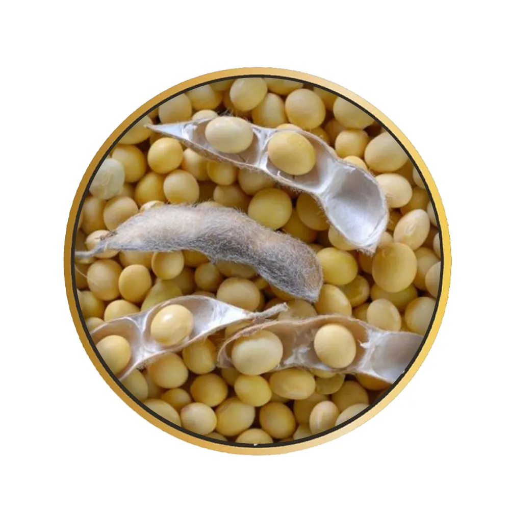 GMO Soybeans – High-Yield Protein-Rich Beans | France AJ Holding